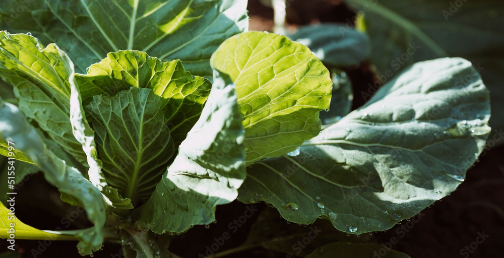 Cabbage, organic vegetable garden without chemicals. Cabbage leaves are ...