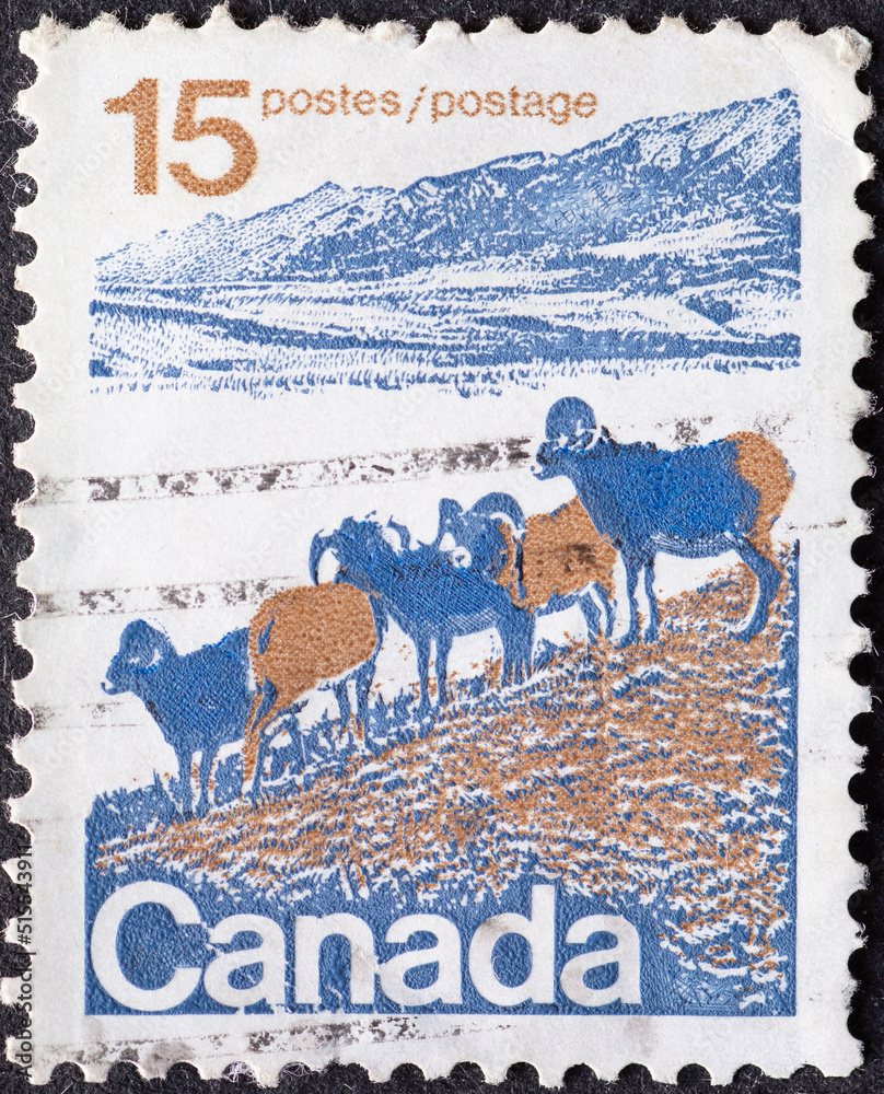 CANADA - CIRCA 1972: a postage stamp from CANADA showing Bighorn Sheep ...