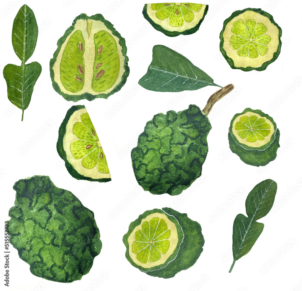 Bergamot with leaves watercolor illustration. Set of hand drawn ...