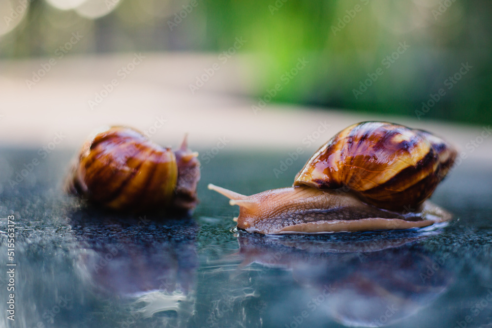 Snail crawling along a path next to wet grass. Close up of the snail ...