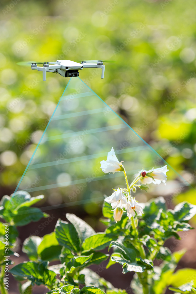 smart farm, small quadcopter drone flies over the field with plants ...