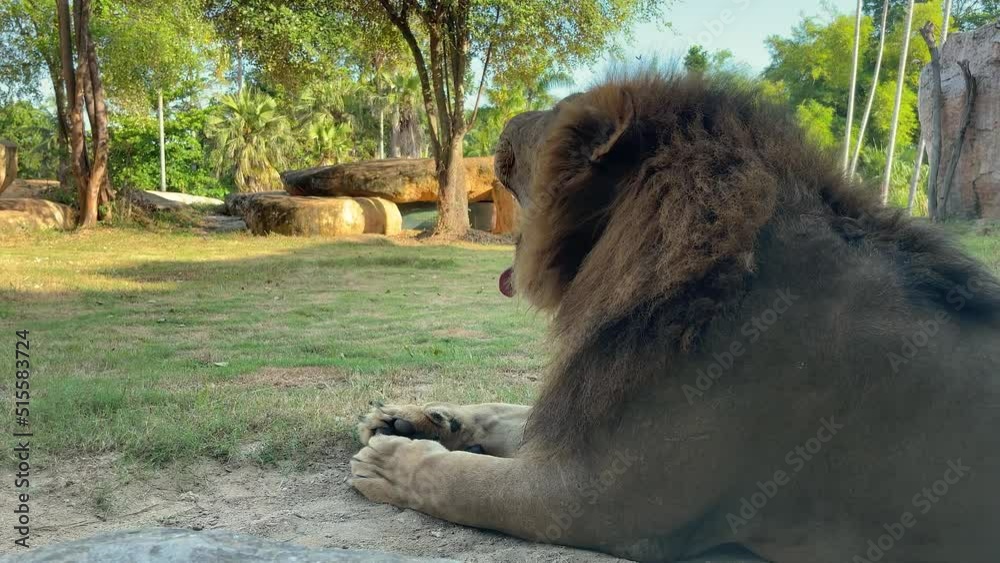 Wild animals. Close up side view of a lion lying against plants and ...