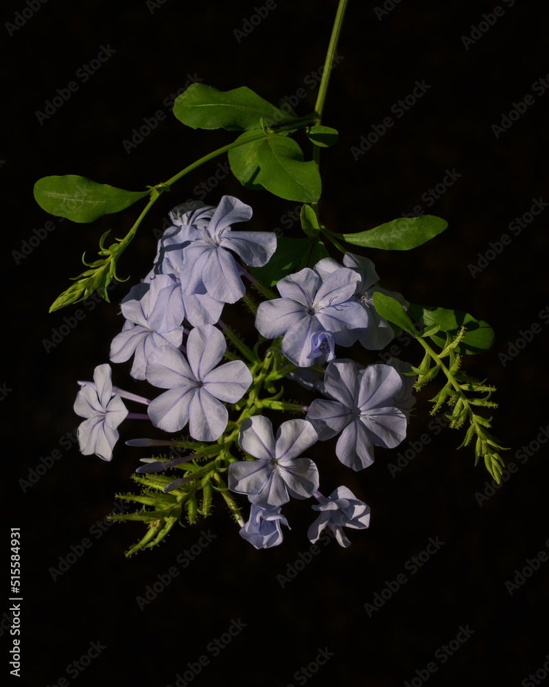 Closeup view of purple blue cluster of flowers of colorful climber ...