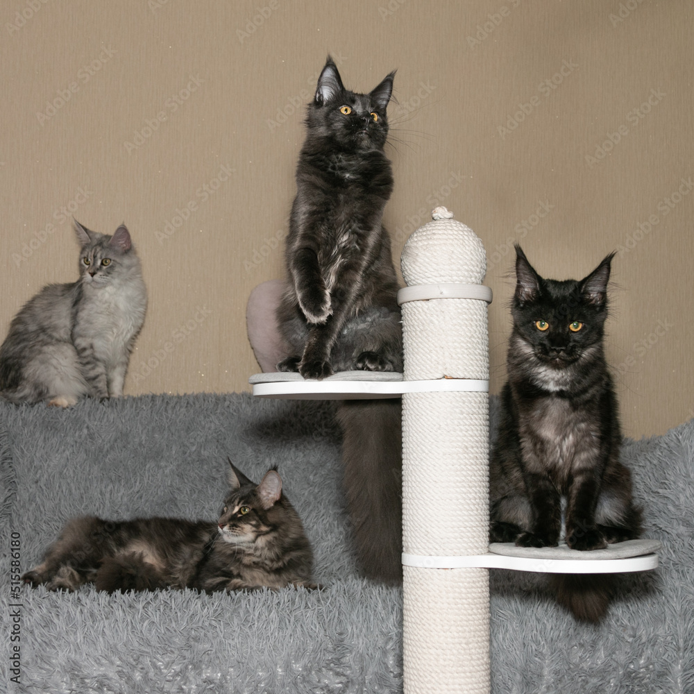 Four funny Maine Coon cats of different colors are playing around in ...