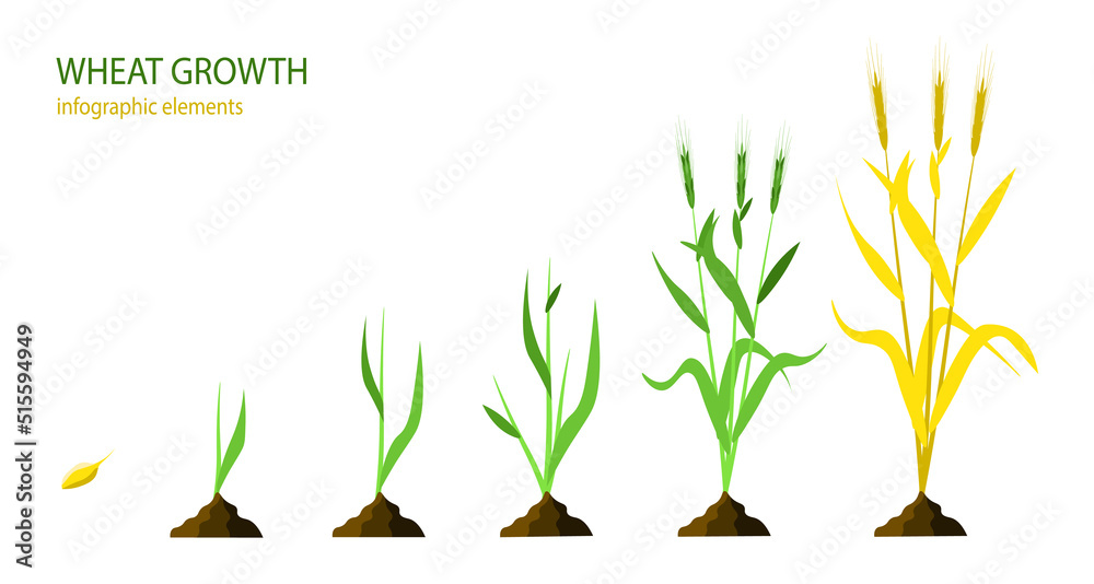 Growth stages of wheat plant. Vector illustration. Agriculture. Wheat ...