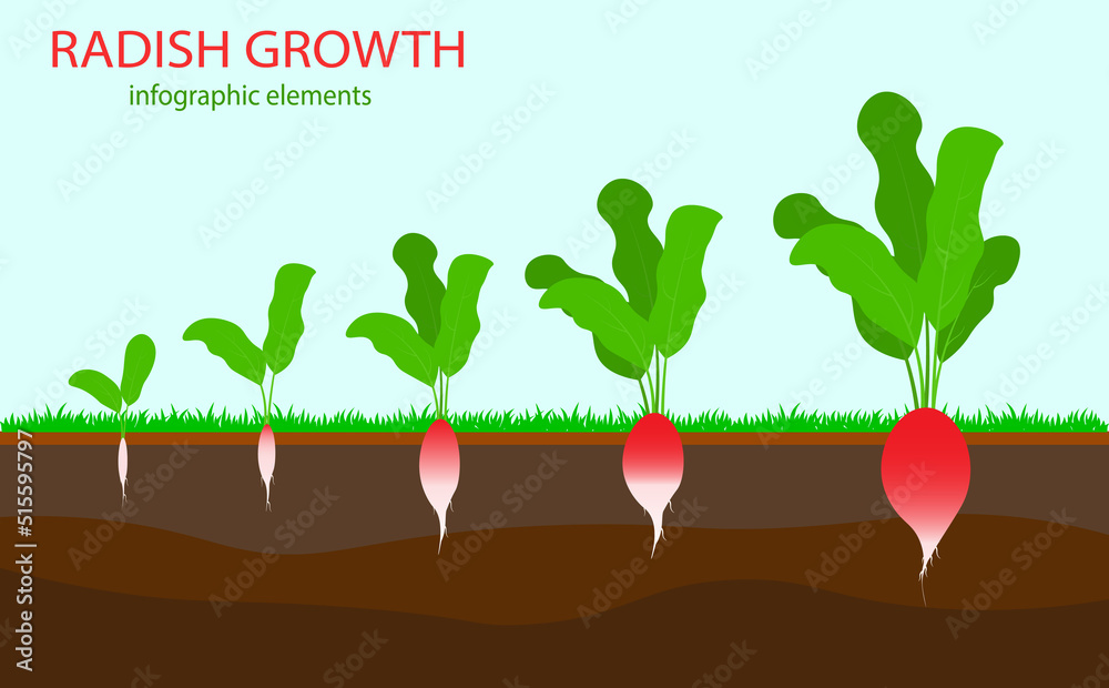 Growth stages of radish plant. Vector illustration Radish life cycle ...