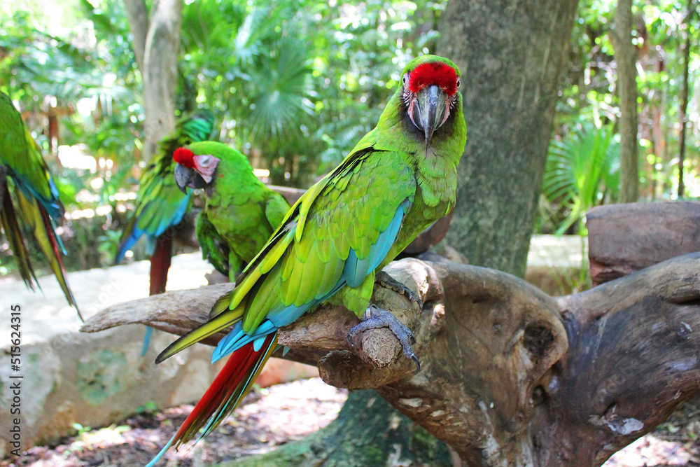 Green parrots, bird on the territory of Xcaret, famous ecotourism park ...