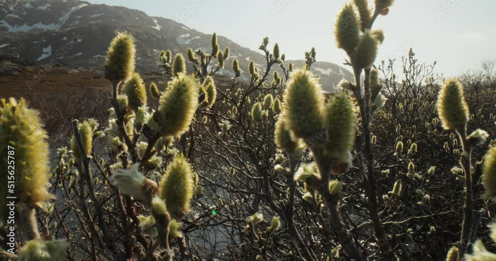 Arctic Tundra. Arctic dwarf Polar Willow (Salix polaris), the dwarf ...