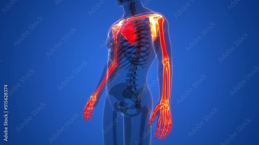 Human Skeleton System Upper Limbs Bone Joints Anatomy Animation Concept ...