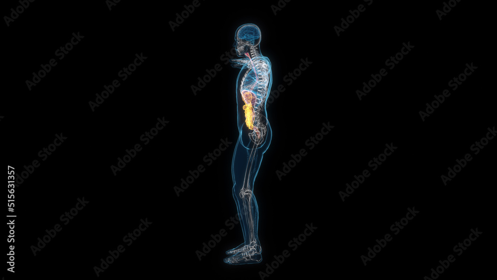 Human male body digestive system 3d hologram side view. 3D illustration ...