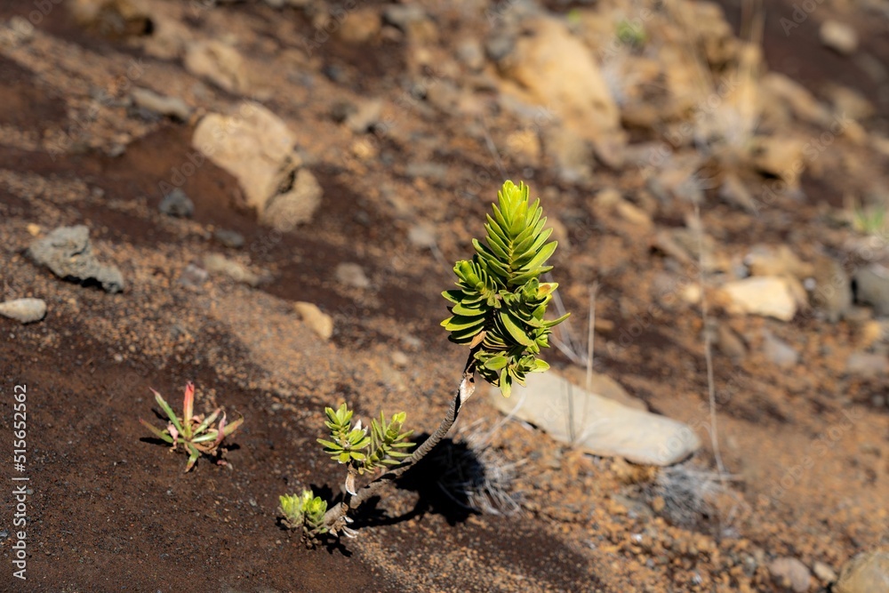 Kupaoa plant, in the Dubautia family, in volcanic red soil, Haleakala ...