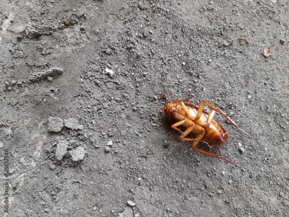 dead cockroach (Blattodea) on the street top view. animal carcass ...