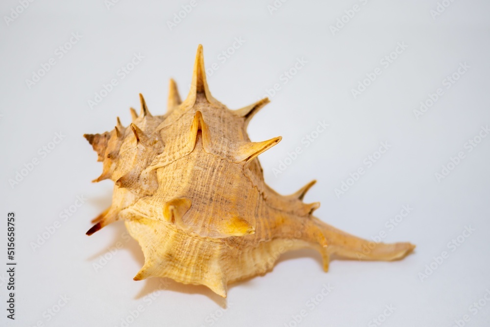 Sea snail spiny dye-murex, Murex brandaris, Bolinus brandaris with ...