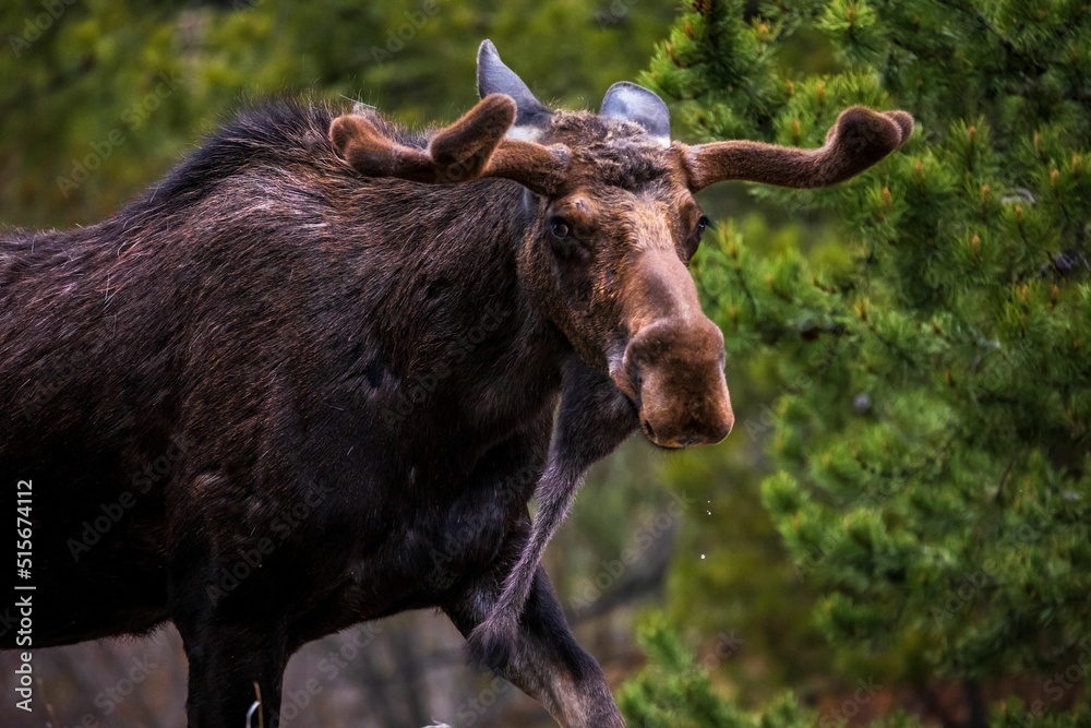 Selective of an angry bull Moose in the forest Stock Photo | Adobe Stock