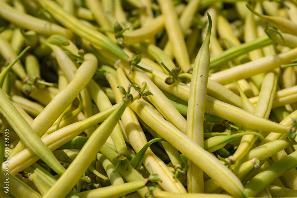 fasola, fasolka, fasolka szparagowa, zółta fasolka szparagowa, zielona ...
