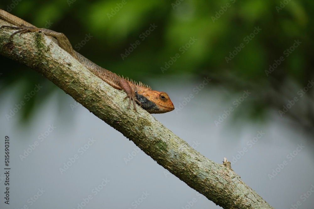 Calotes Versicolor