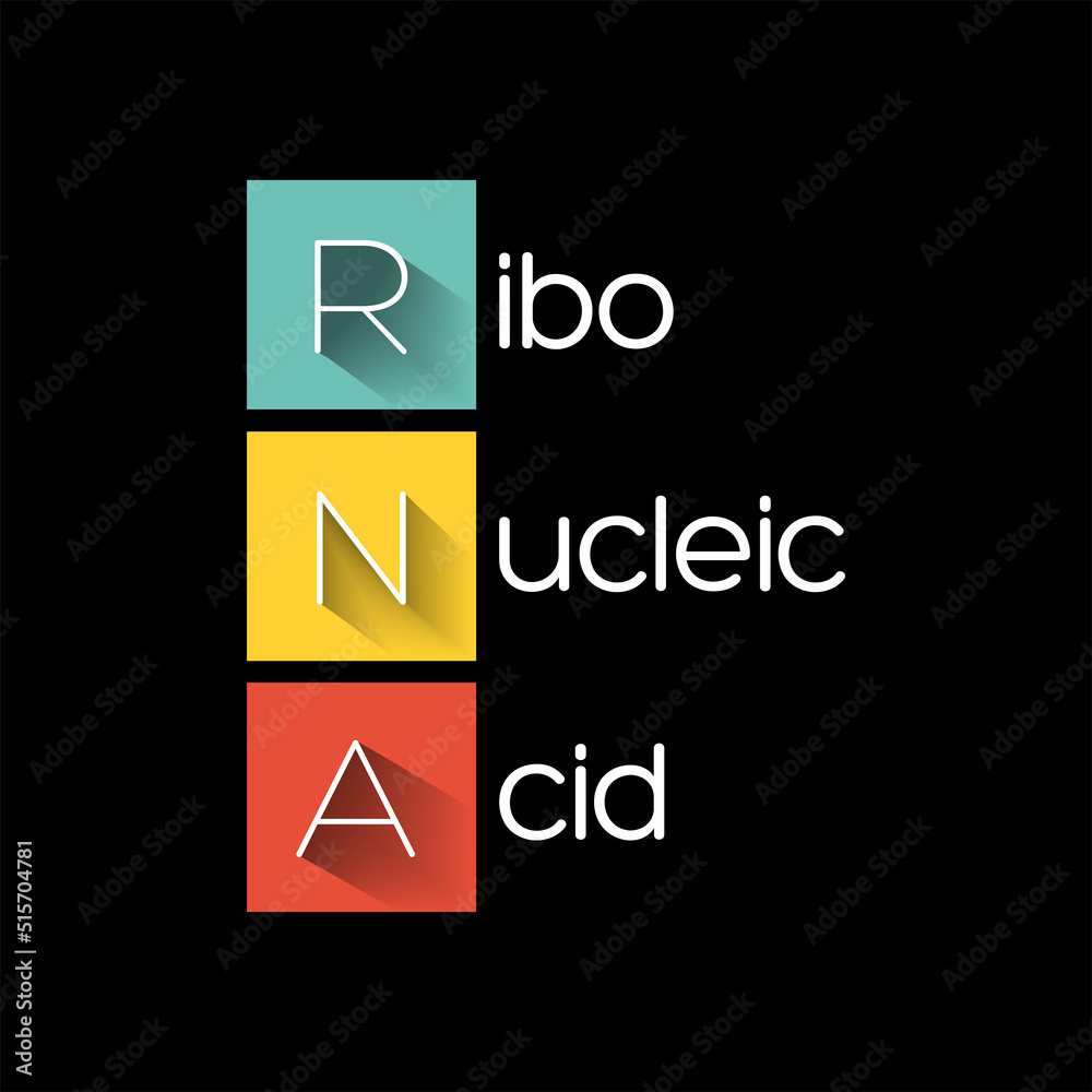 RNA Ribonucleic acid - polymeric molecule essential in various ... RNA Ribonucleic acid - polymeric molecule essential in various ...