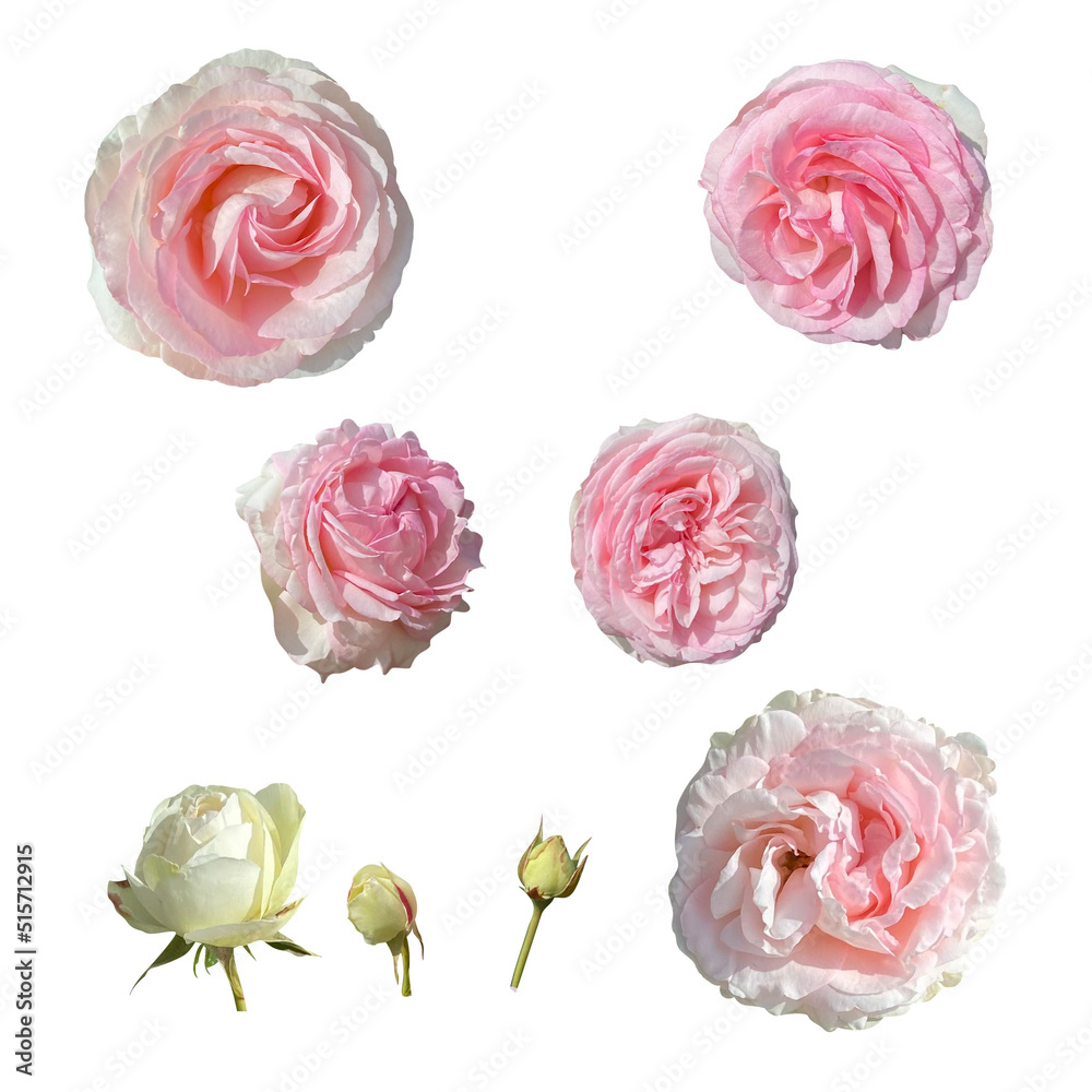 Roses buds cutout, pink rose flowers on transparent background. PMG ...