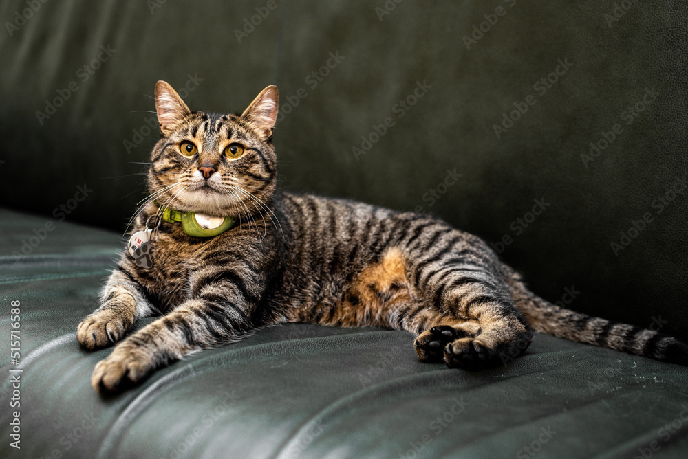 Emotional charismatic cat. Gray striped coat color Stock-Foto | Adobe Stock