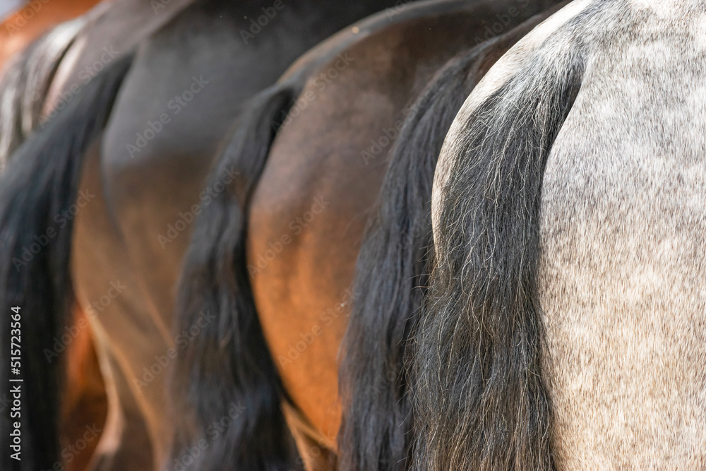 Horse asses Stock Photo | Adobe Stock