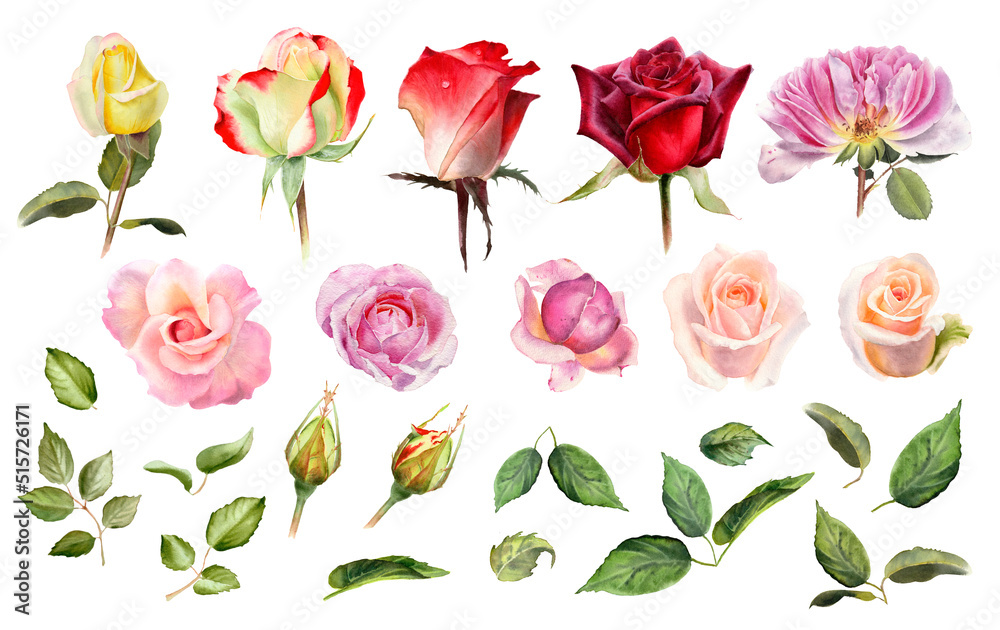 Watercolor rose flowers clipart. Hand painted Botanical illustration ...
