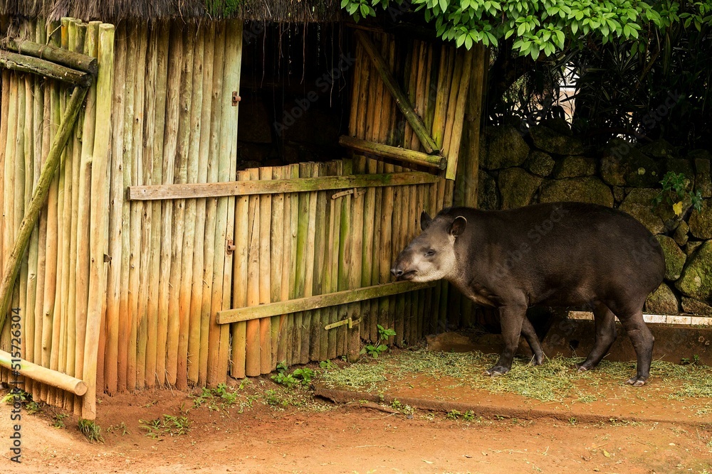Fotografia do Stock: A anta brasileira é uma das quatro espécies ...
