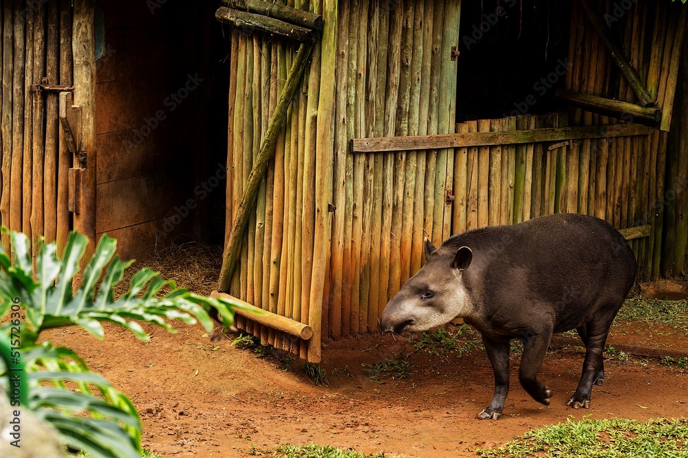 Foto de A anta brasileira é uma das quatro espécies amplamente ...