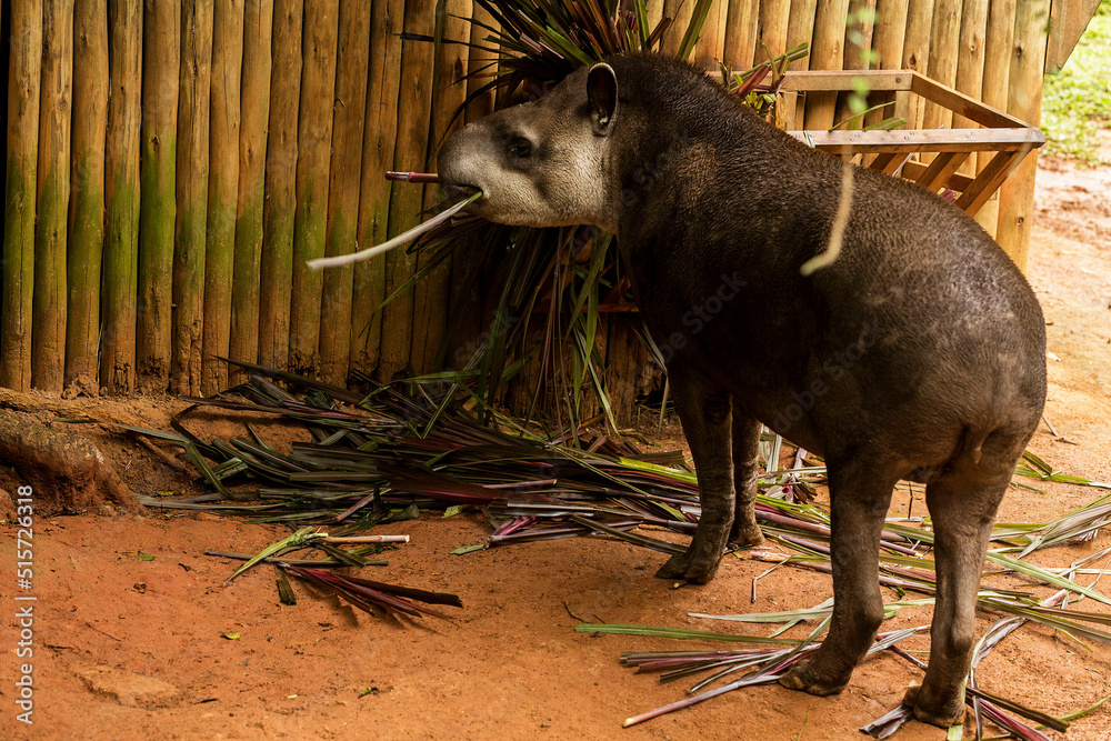Fotografia do Stock: A anta brasileira é uma das quatro espécies ...