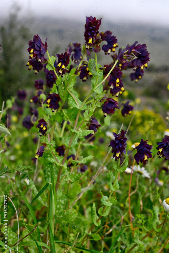 Violet Honeywort // Griechische Wachsblume, Violette Wachsblume ...