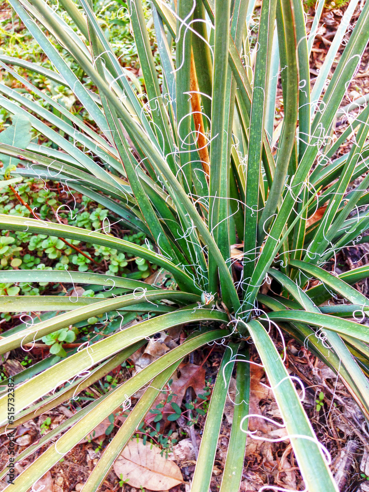 Hesperaloe Parviflora Leaf