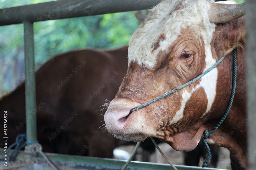 Livestock - Group of cows or cattle are prepared for sacrifices on Eid ...