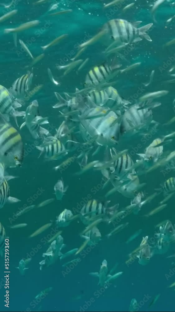 VERTICAL VIDEO: Tropical fishes of various species feeds in the surface ...