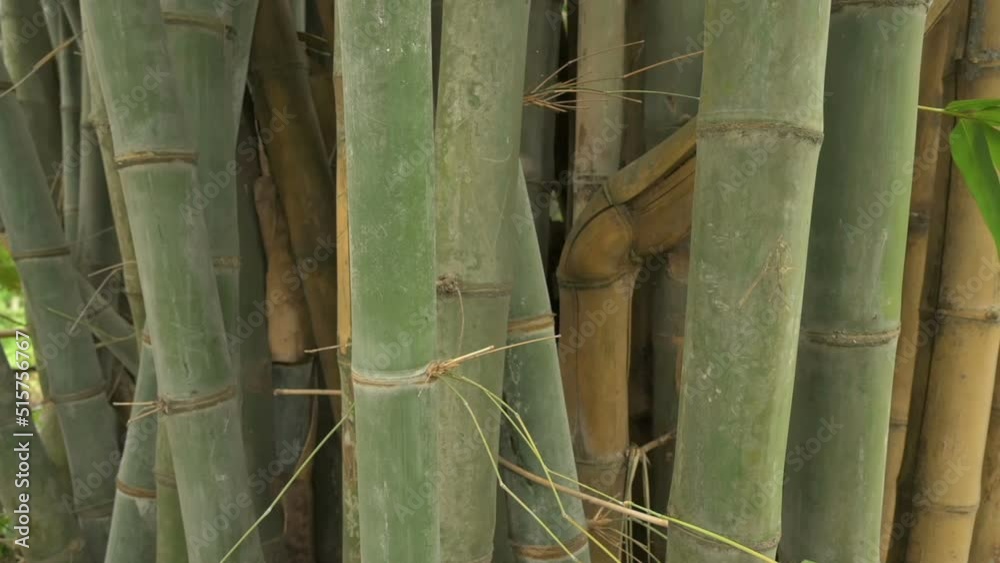 Vídeo do Stock: Bamboo, bamboo plants are evergreen perennial flowering ...