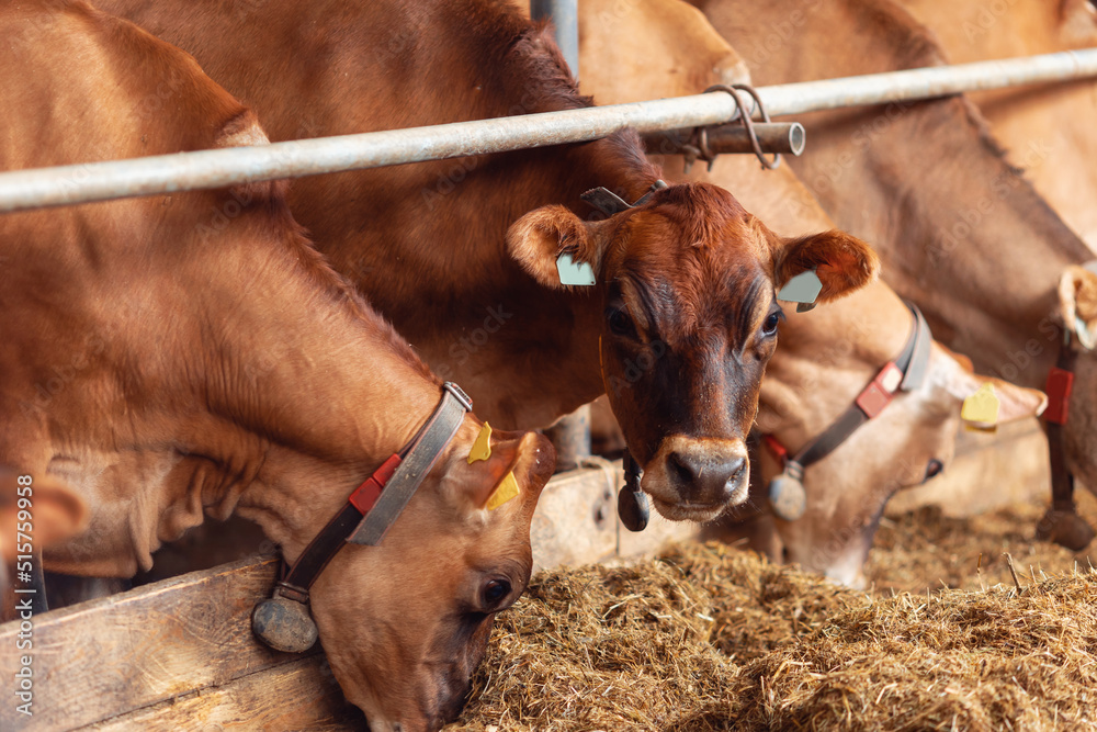 Cows jersey looks into frame with smart collar in modern farm. Concept ...