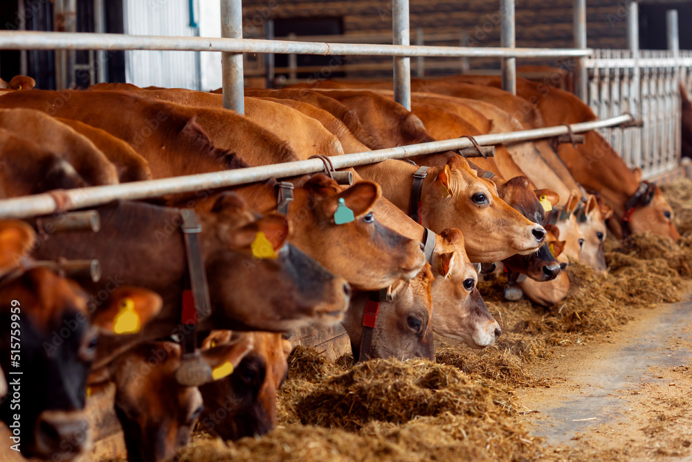 Cows jersey looks into frame with smart collar in modern farm. Concept ...