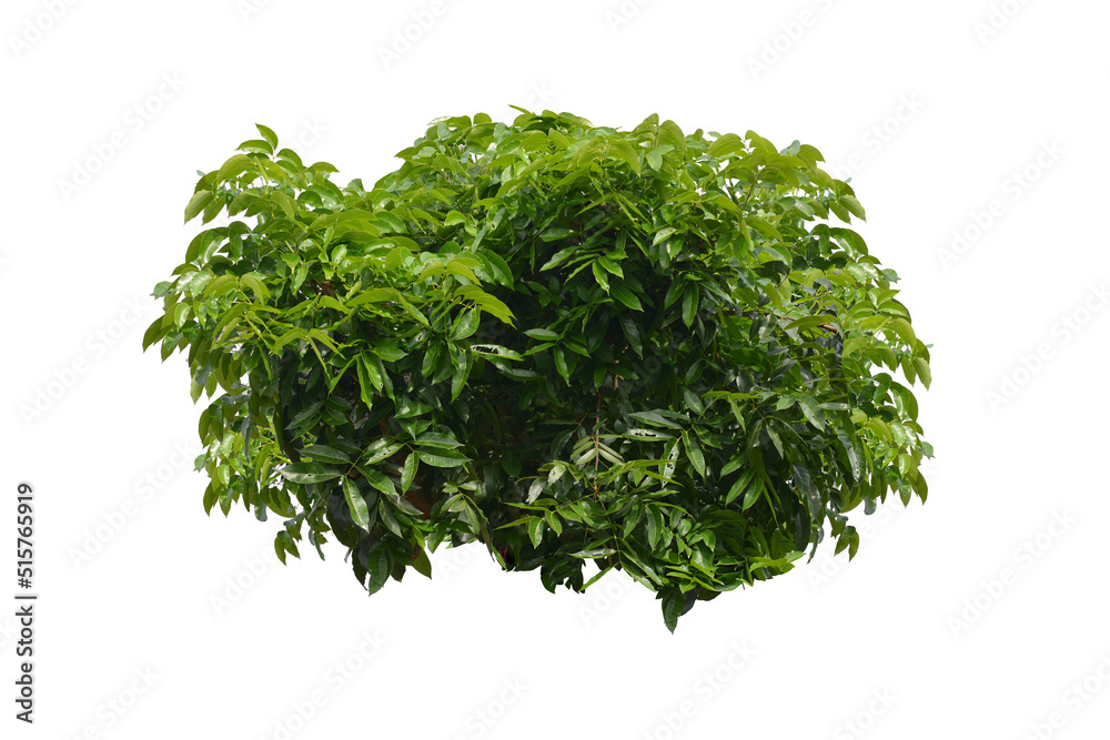 green bush isolated on white background.. Stock Photo | Adobe Stock