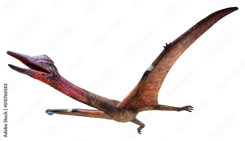Alanqa is a genus of pterodactyloid pterosaur from the Late Cretaceous ...