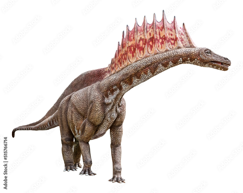 Amargasaurus is a herbivore genus of Sauropod dinosaur from early ...
