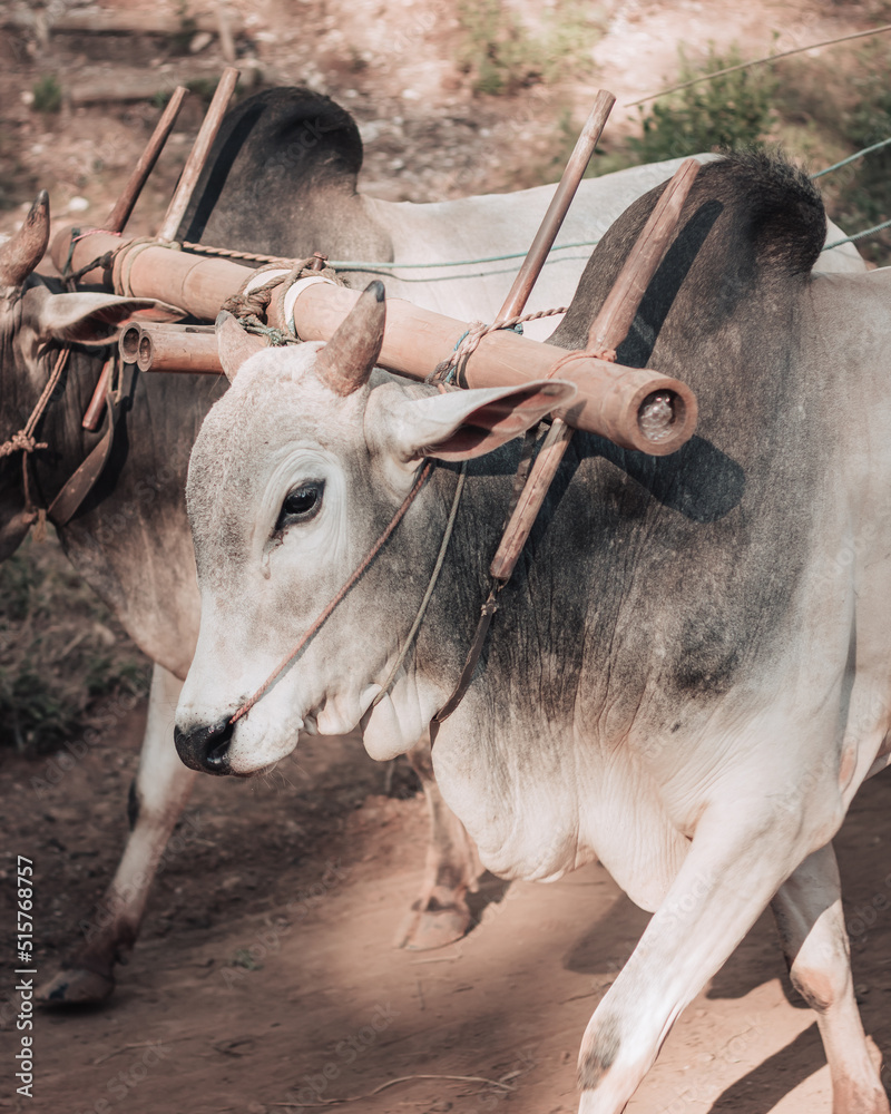 Water buffalo pulling a cart in the countryside of Shan State, Myanmar ...