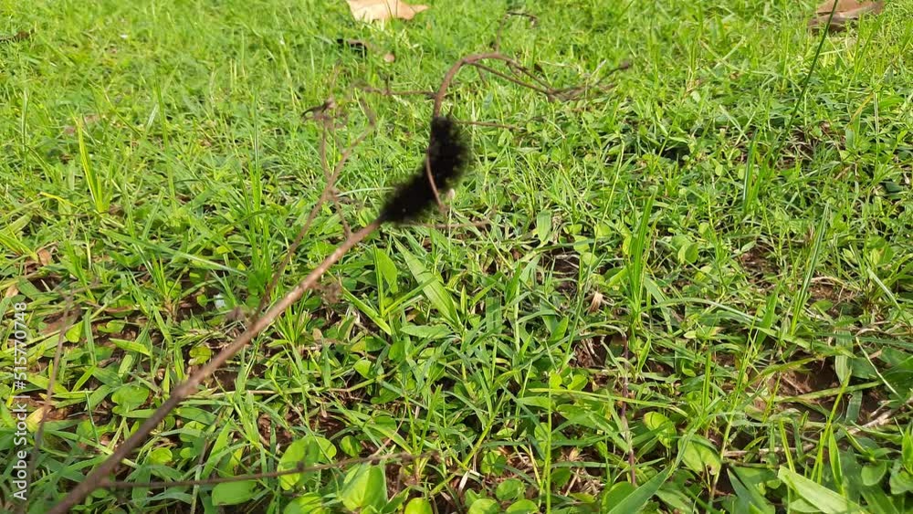 Gypsy moth Lymantria dispar. close up macro a gypsy moth. Its whole ...