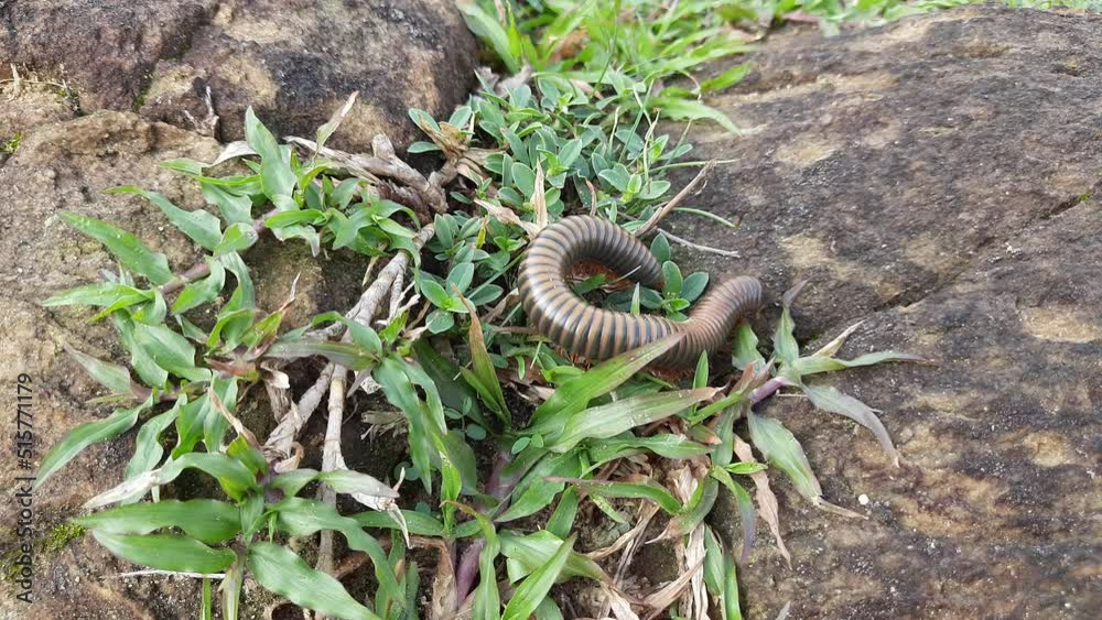 Wideo Stock: Millipede walking the field in rainy season. Red ...