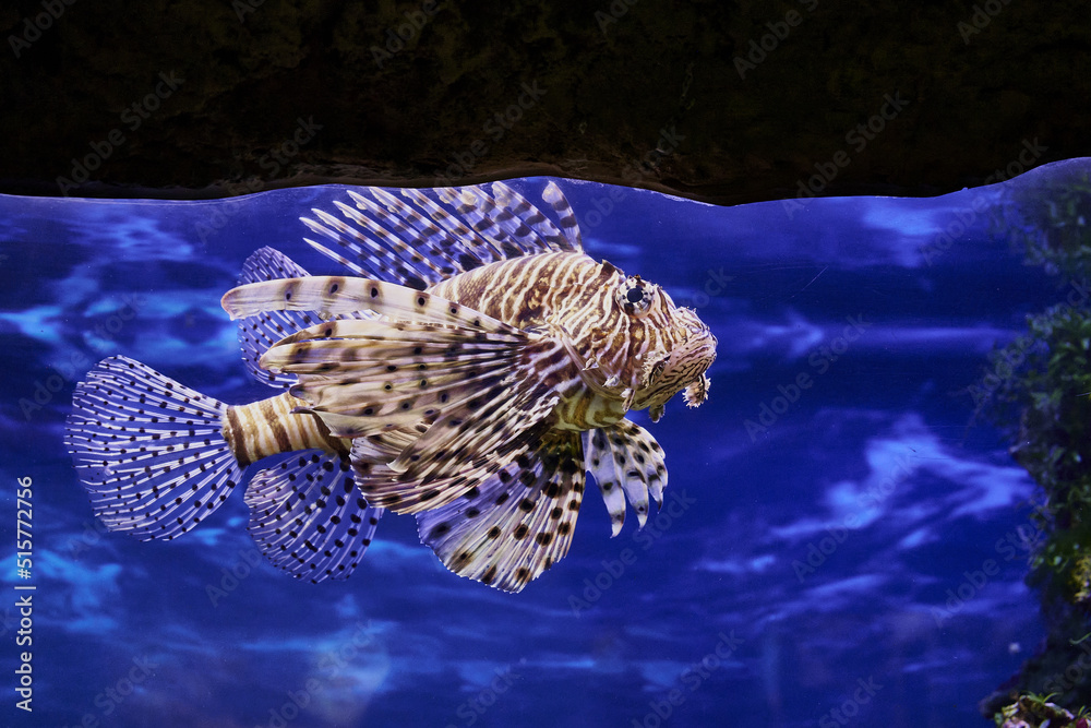 Zebra lionfish or zebra fish or striped lionfish lat. Pterois volitans ...