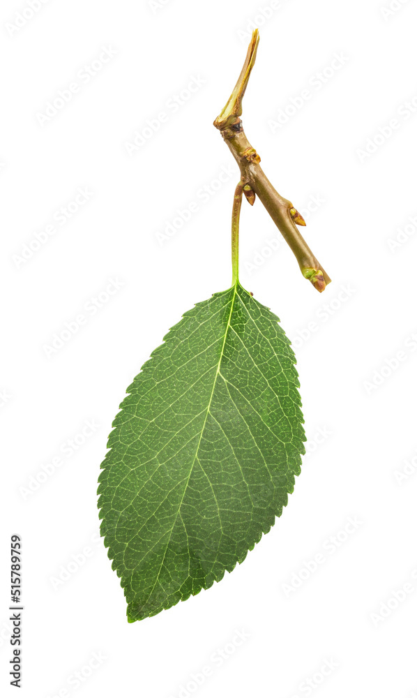 Cherry leaf isolated on white background Stock Photo | Adobe Stock