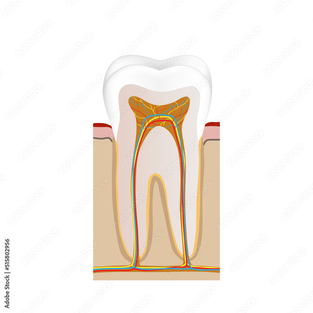 Medical diagram of cross section of the tooth vector illustration Stock ...