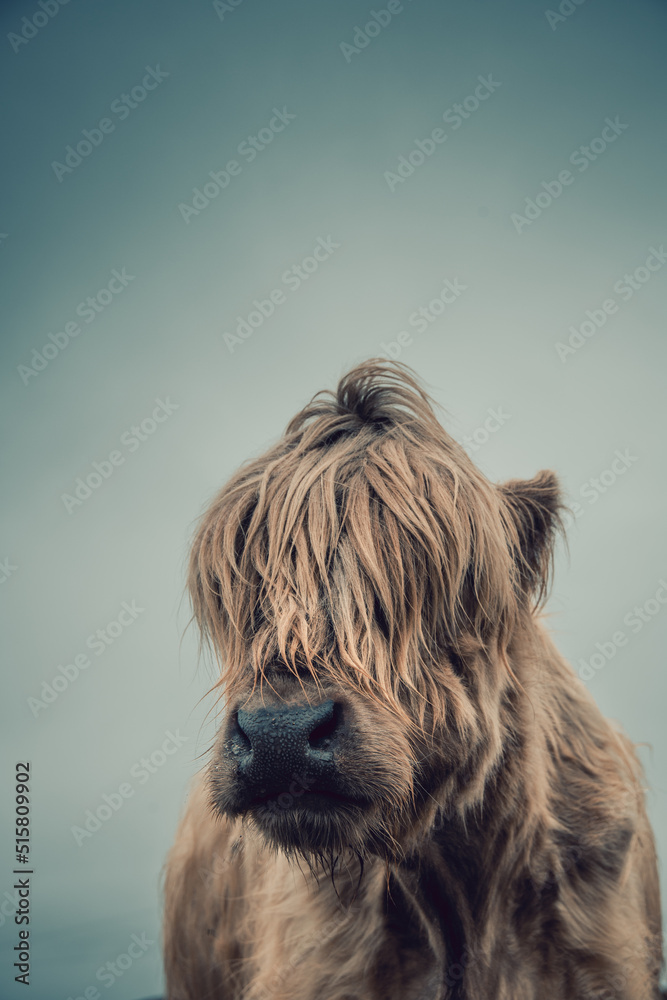 Foto de Close up head-shot portraits of beautiful highland cows with ...