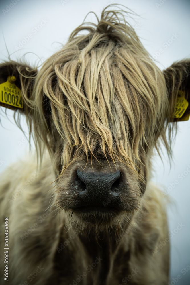 Color variant. Close up head-shot portraits of beautiful highland cow ...