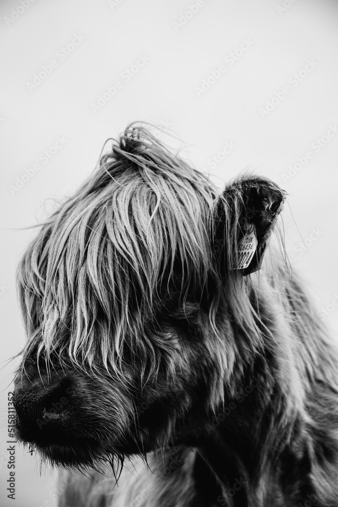 Color variant. Close up head-shot portraits of beautiful highland cow ...