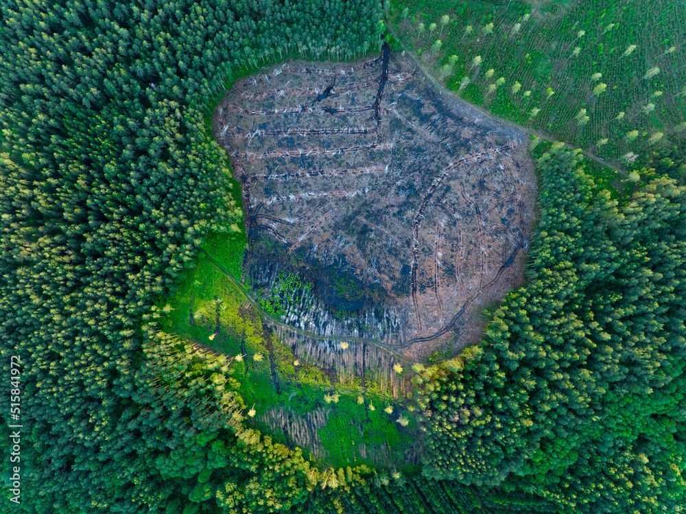 Forest destruction and felling of trees, drone view. Deforestation ...