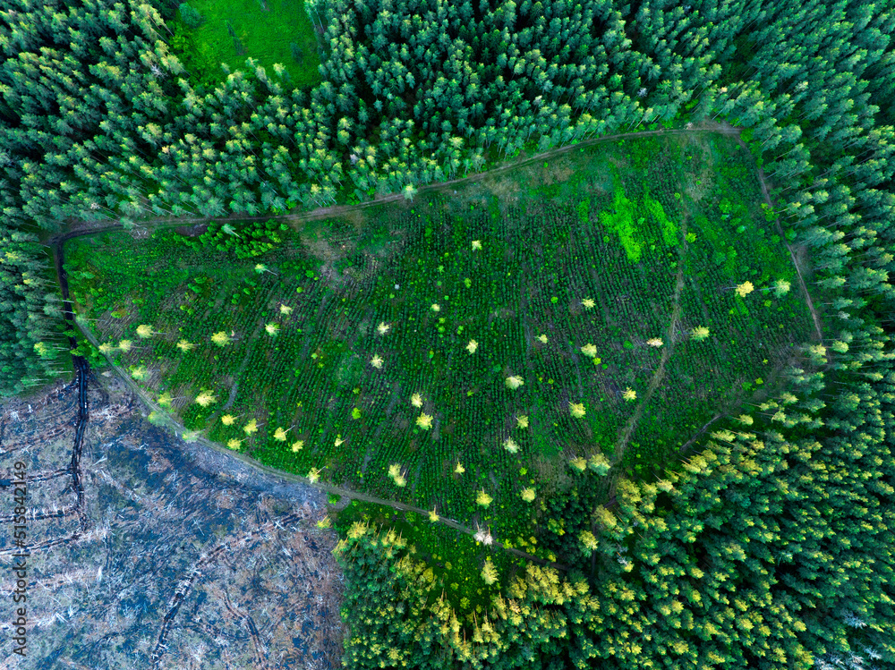 Forest destruction and felling of trees, drone view. Deforestation ...