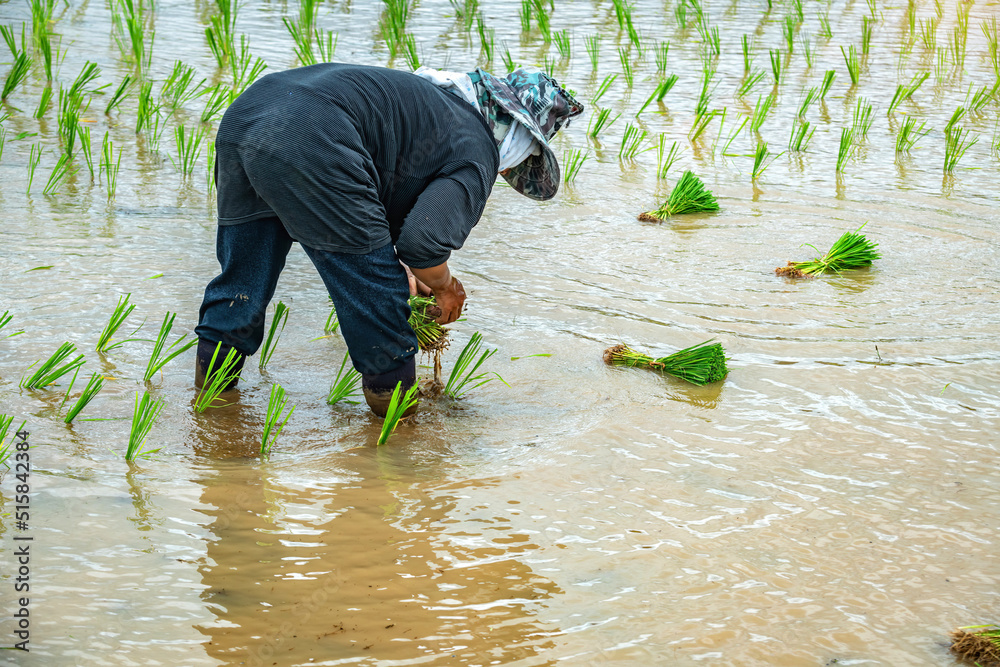 The Asian worker farmer labor growing rice seeding in a paddy on cloudy ...